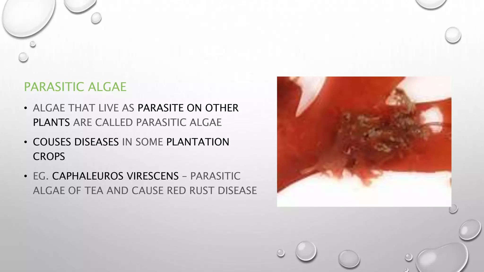 algae uses of algae types of algae reproduction of algae | PPTX