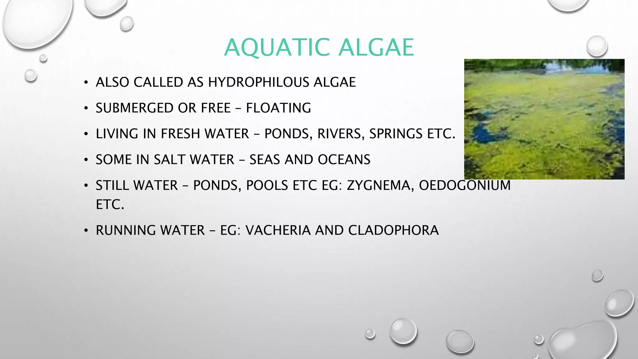 algae uses of algae types of algae reproduction of algae | PPT