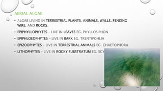 algae uses of algae types of algae reproduction of algae | PPT