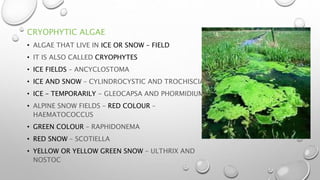 algae uses of algae types of algae reproduction of algae | PPT