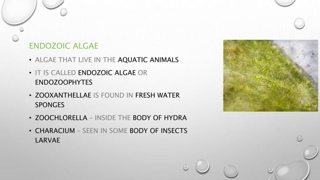 algae uses of algae types of algae reproduction of algae | PPT