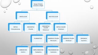 algae uses of algae types of algae reproduction of algae | PPT