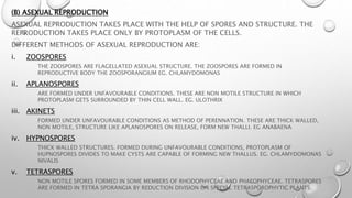 algae uses of algae types of algae reproduction of algae | PPT