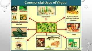 algae uses of algae types of algae reproduction of algae | PPTX