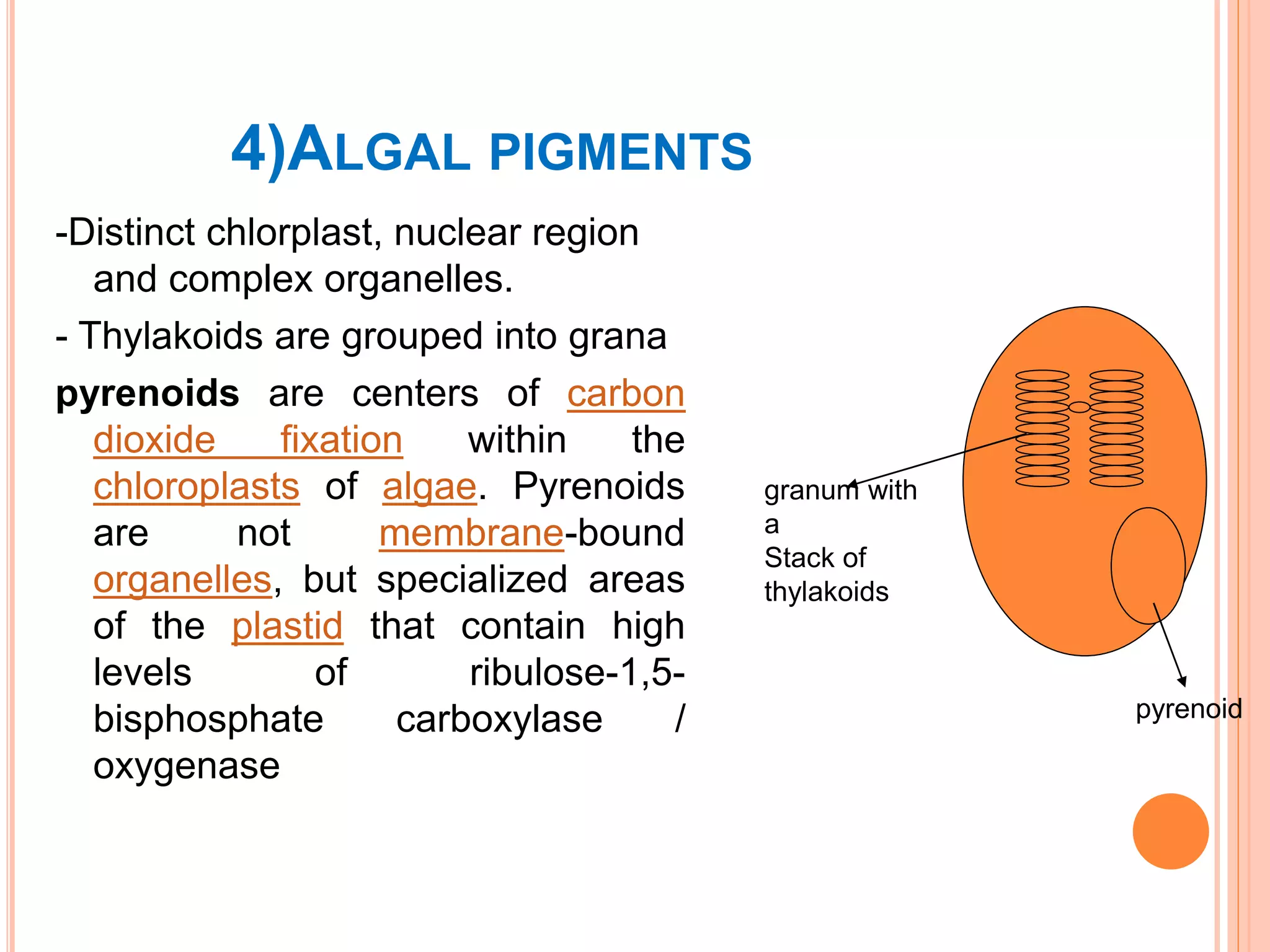 Algae: general characters and classification | PPTX