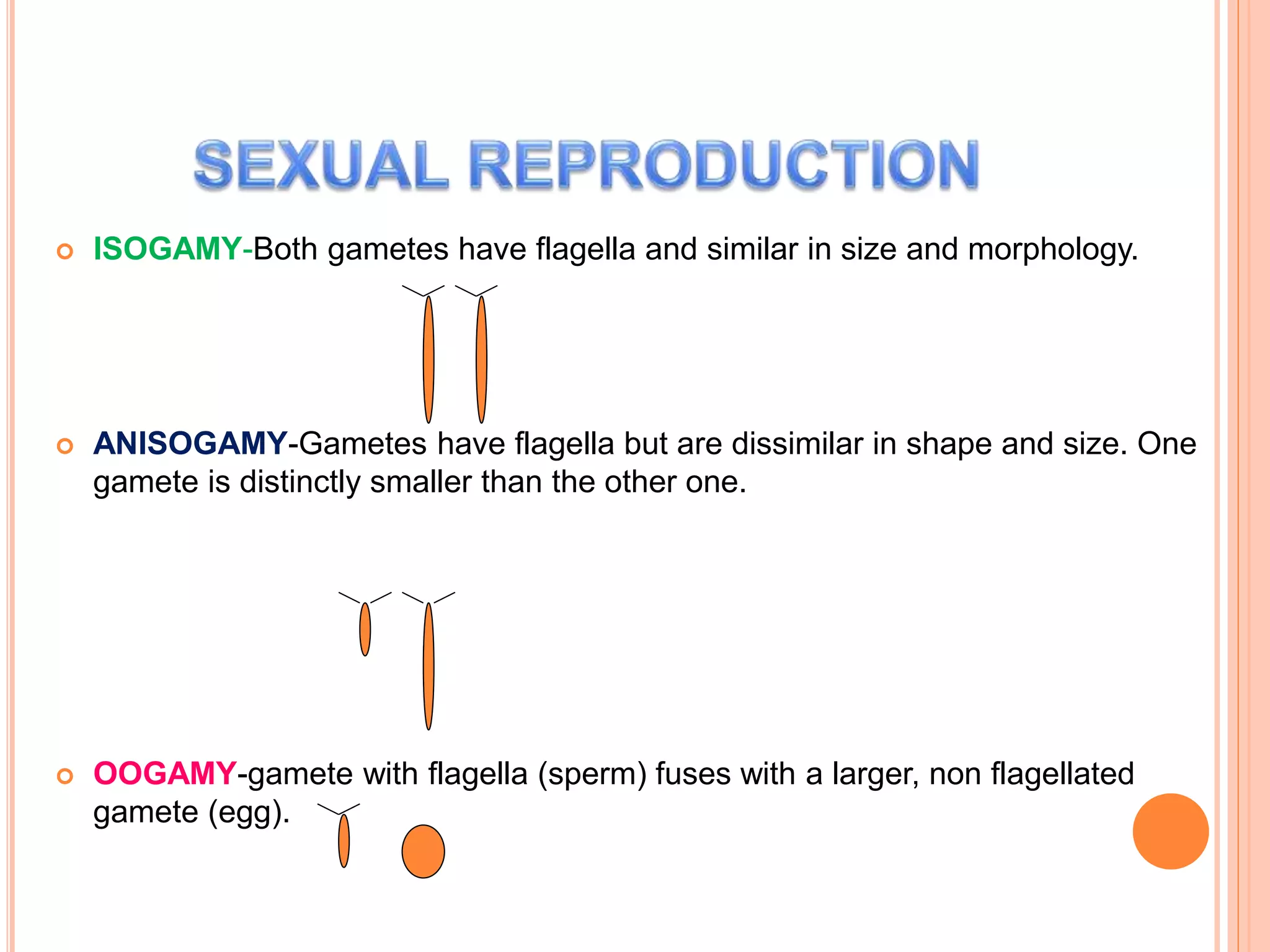 Algae: general characters and classification | PPTX