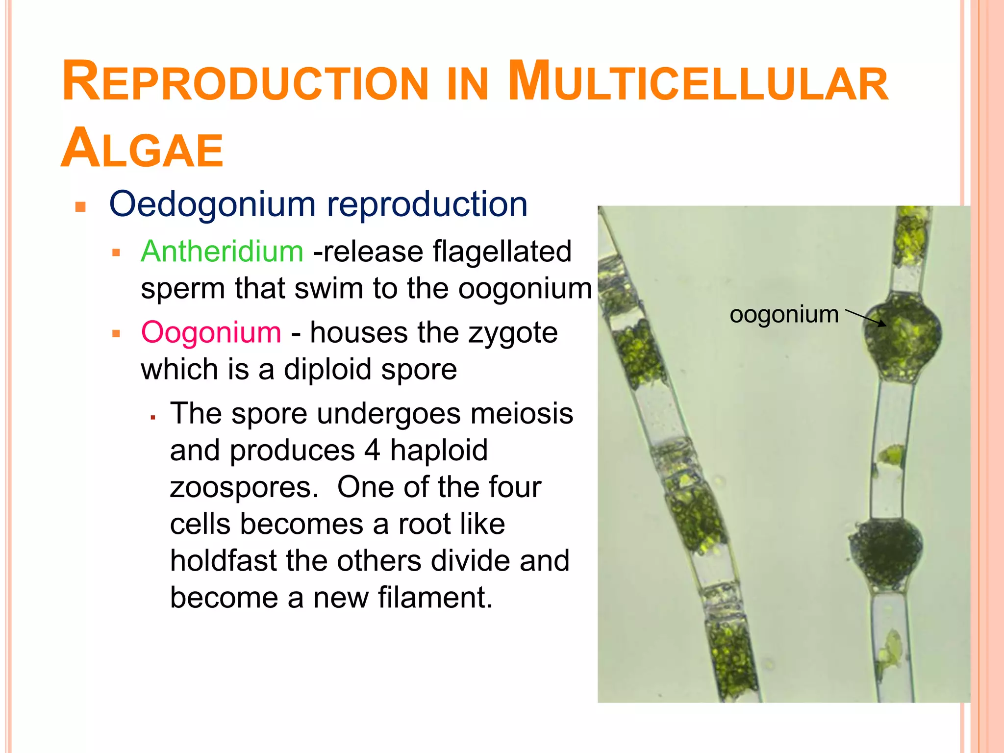 Algae: general characters and classification | PPTX