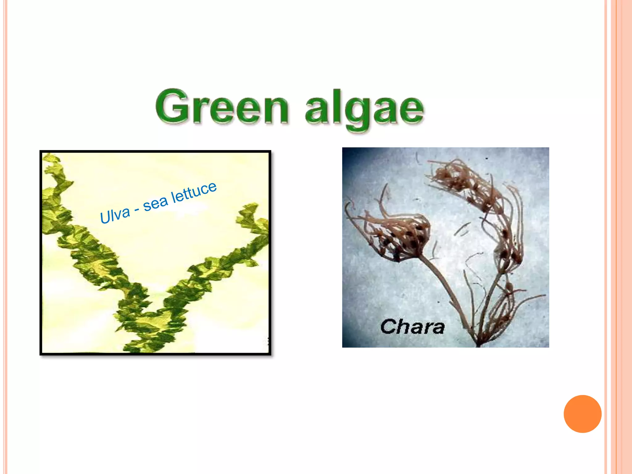Algae: general characters and classification | PPTX