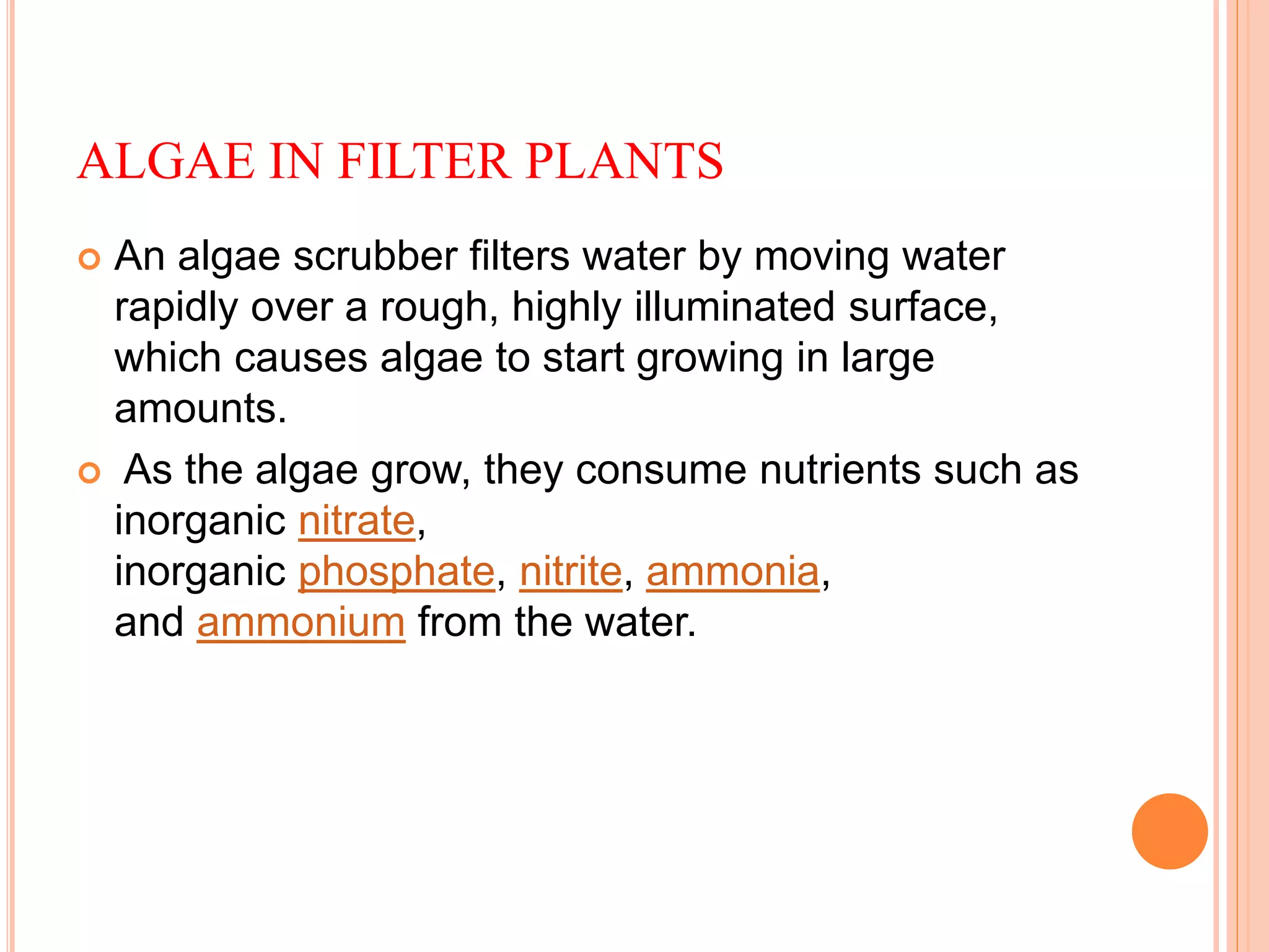 Algae: general characters and classification | PPTX