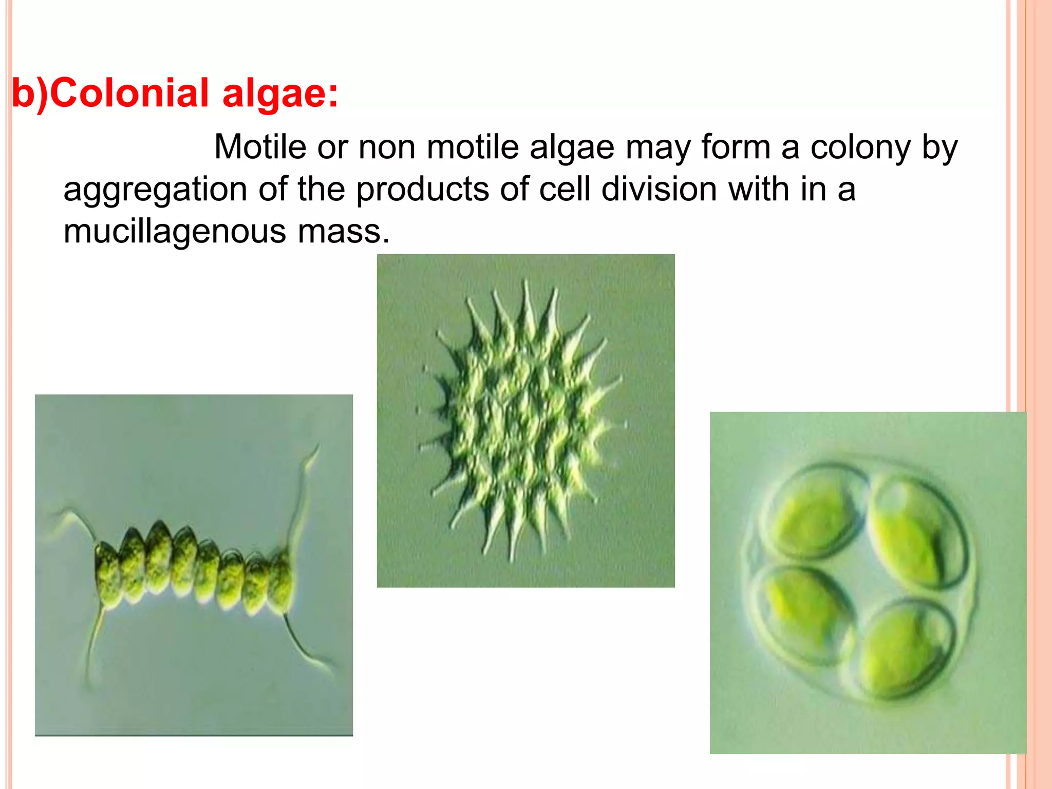Algae: general characters and classification | PPTX