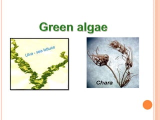 Algae: general characters and classification | PPTX