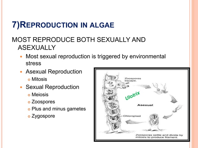 Algae: general characters and classification