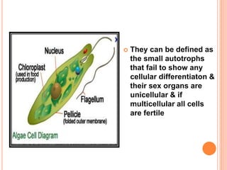 Brown Algae Cell Diagram