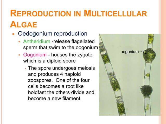 Algae General Characters And Classification