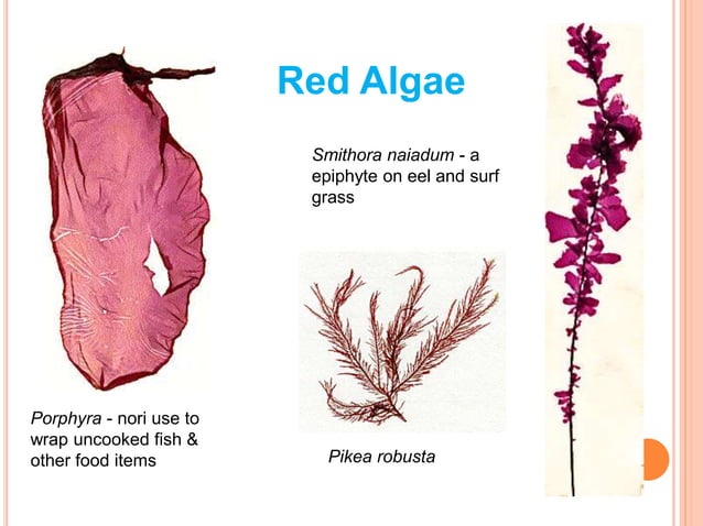 Algae: general characters and classification