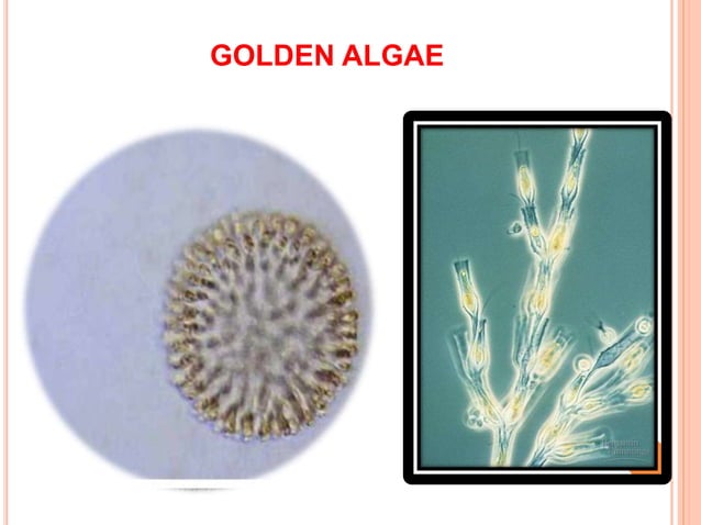 Algae General Characters And Classification