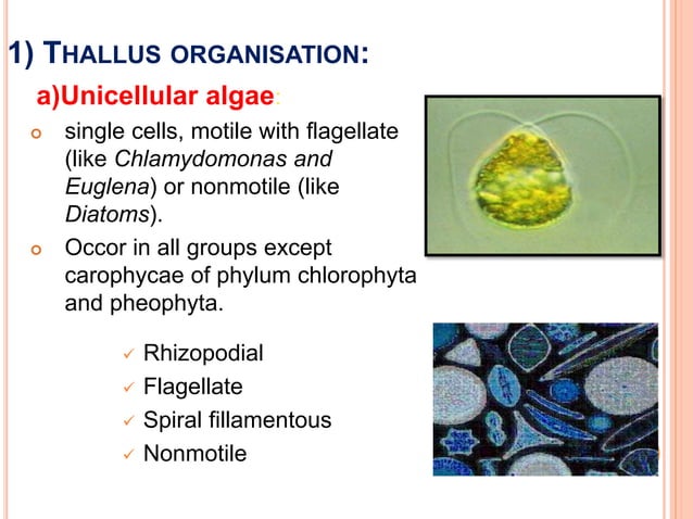 Algae General Characters And Classification