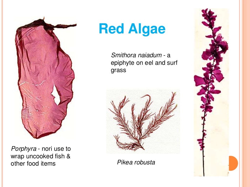 Red Algae Characters And Types With Diagram