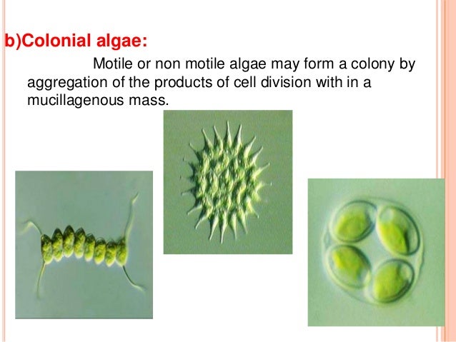Algae General Characters And Classification