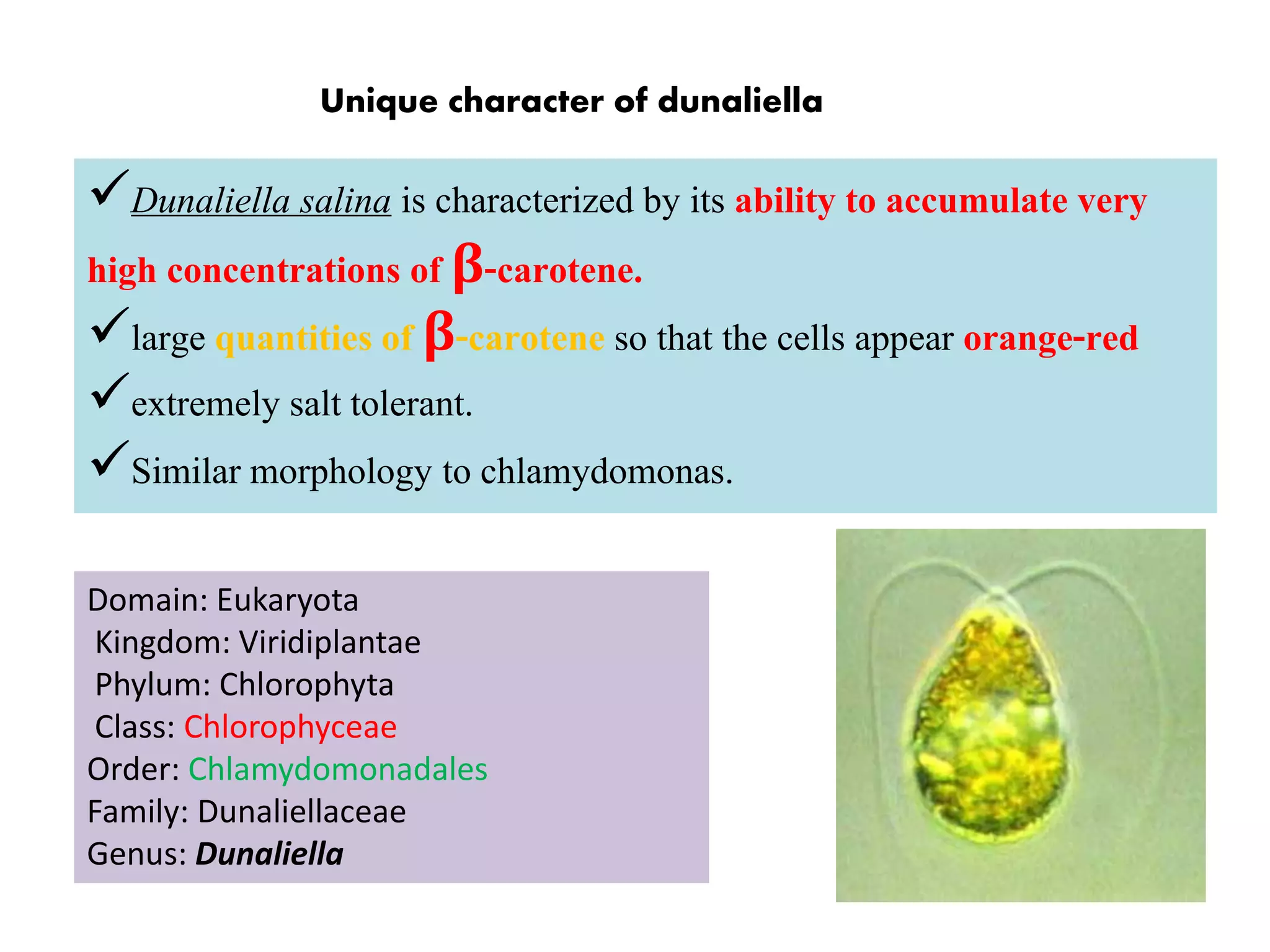 Dunaliella & Haematococcus | PPTX