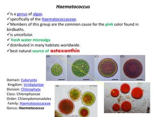 Dunaliella & Haematococcus | PPTX