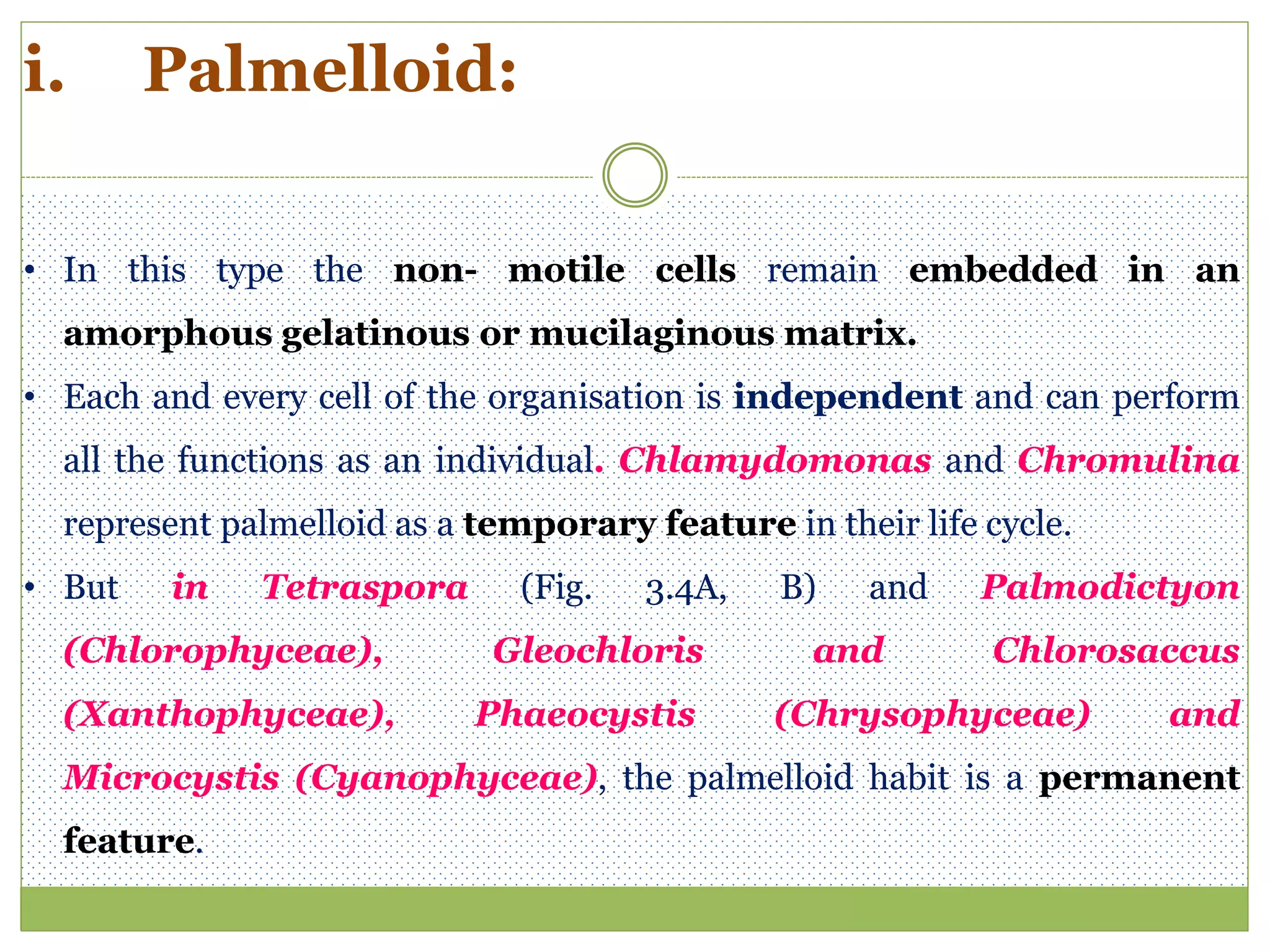 Algae thallus | PPTX