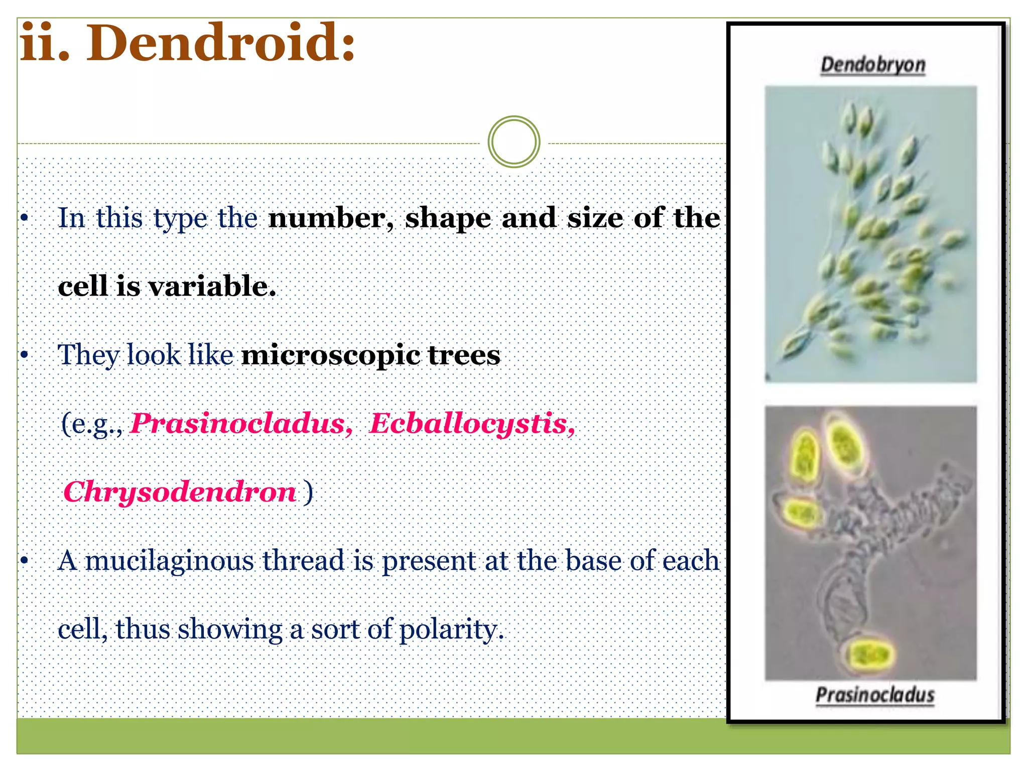 Algae thallus | PPTX