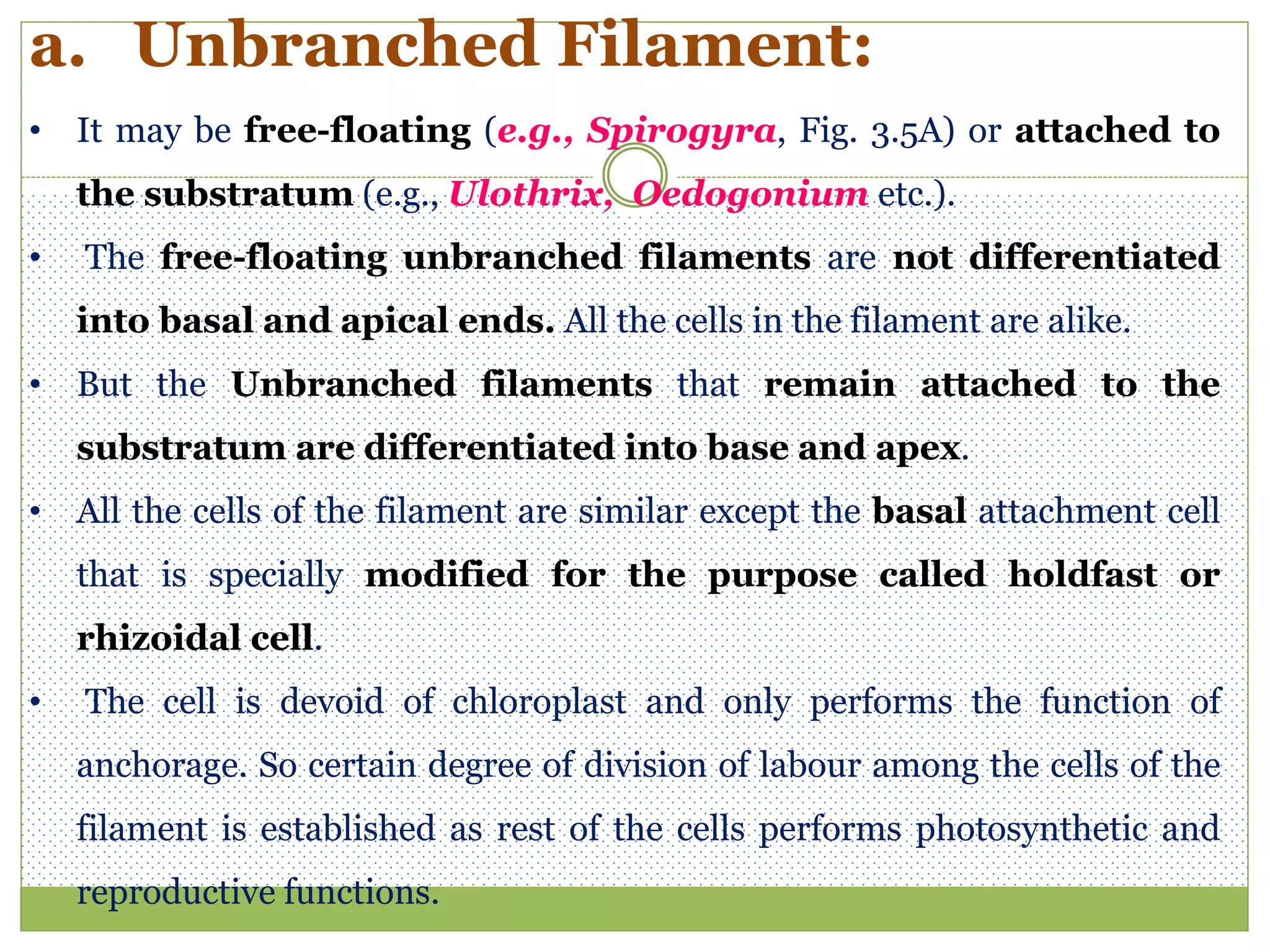 Algae thallus | PPTX