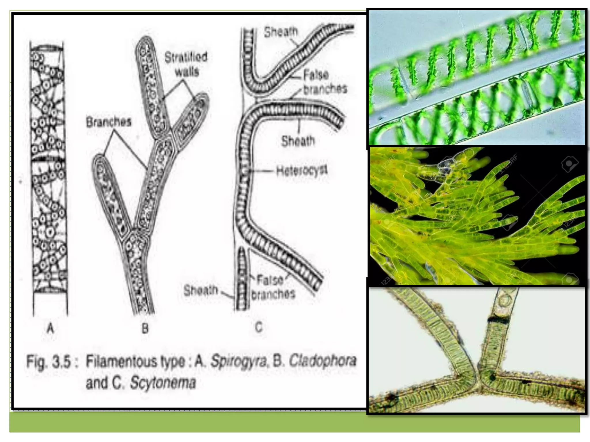 Algae thallus | PPTX