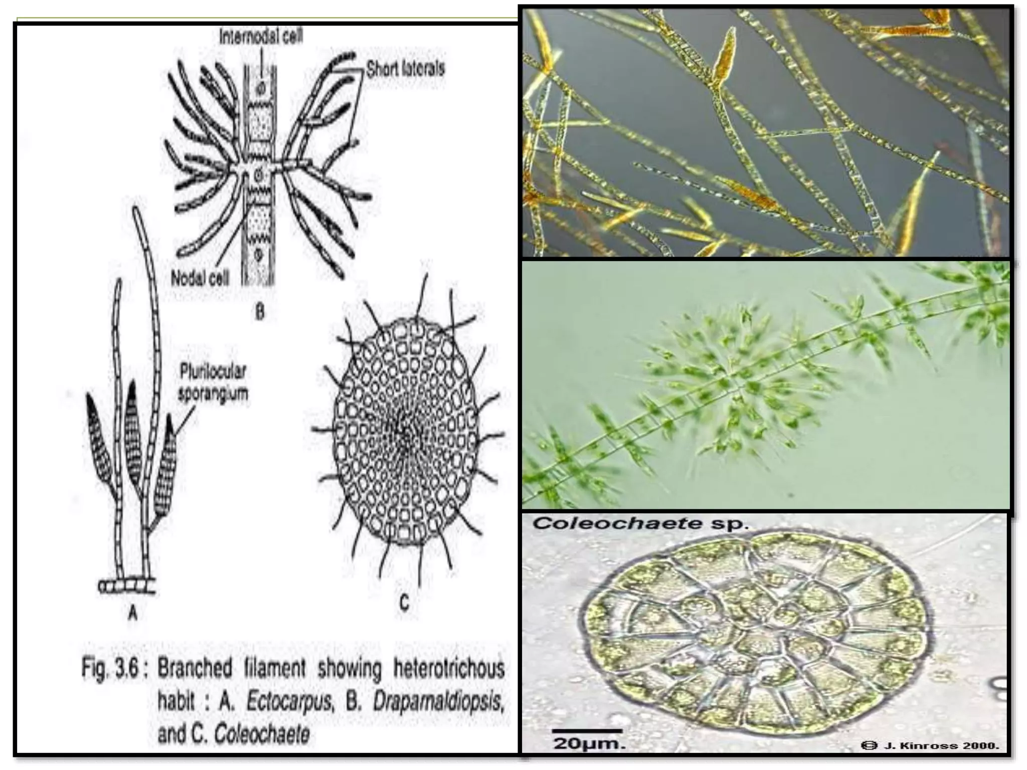 Algae thallus | PPTX