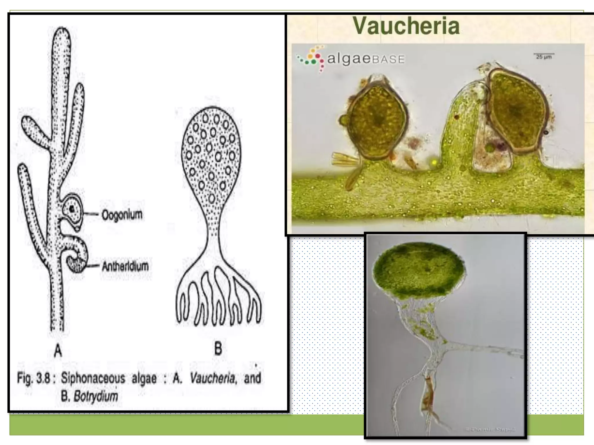Algae thallus | PPTX