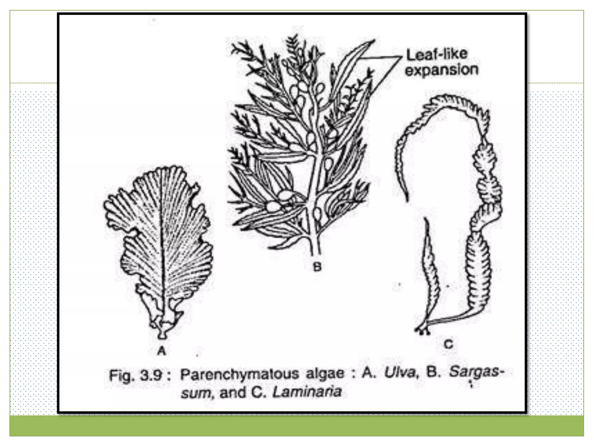 Algae thallus | PPTX
