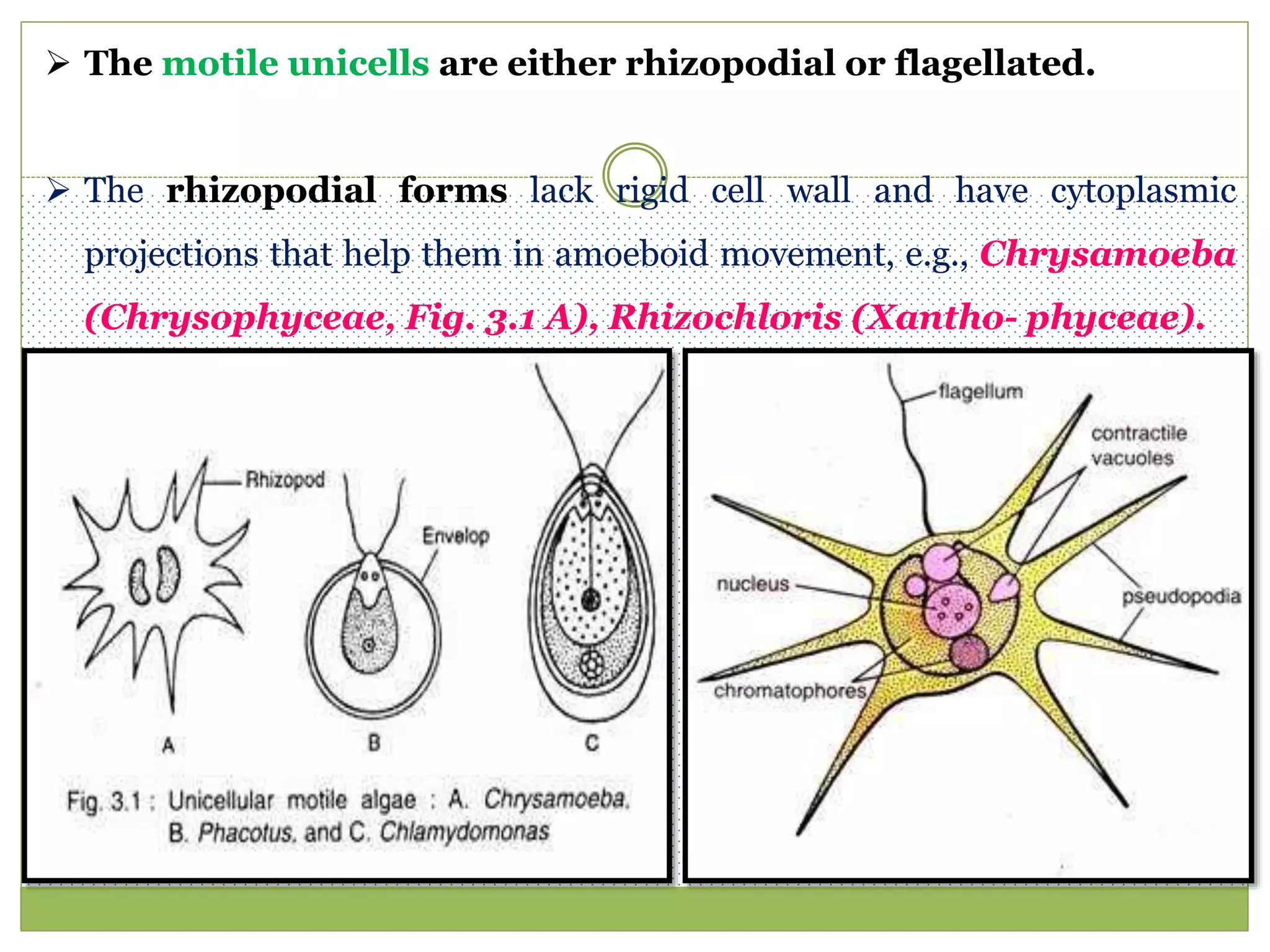 Algae thallus | PPTX