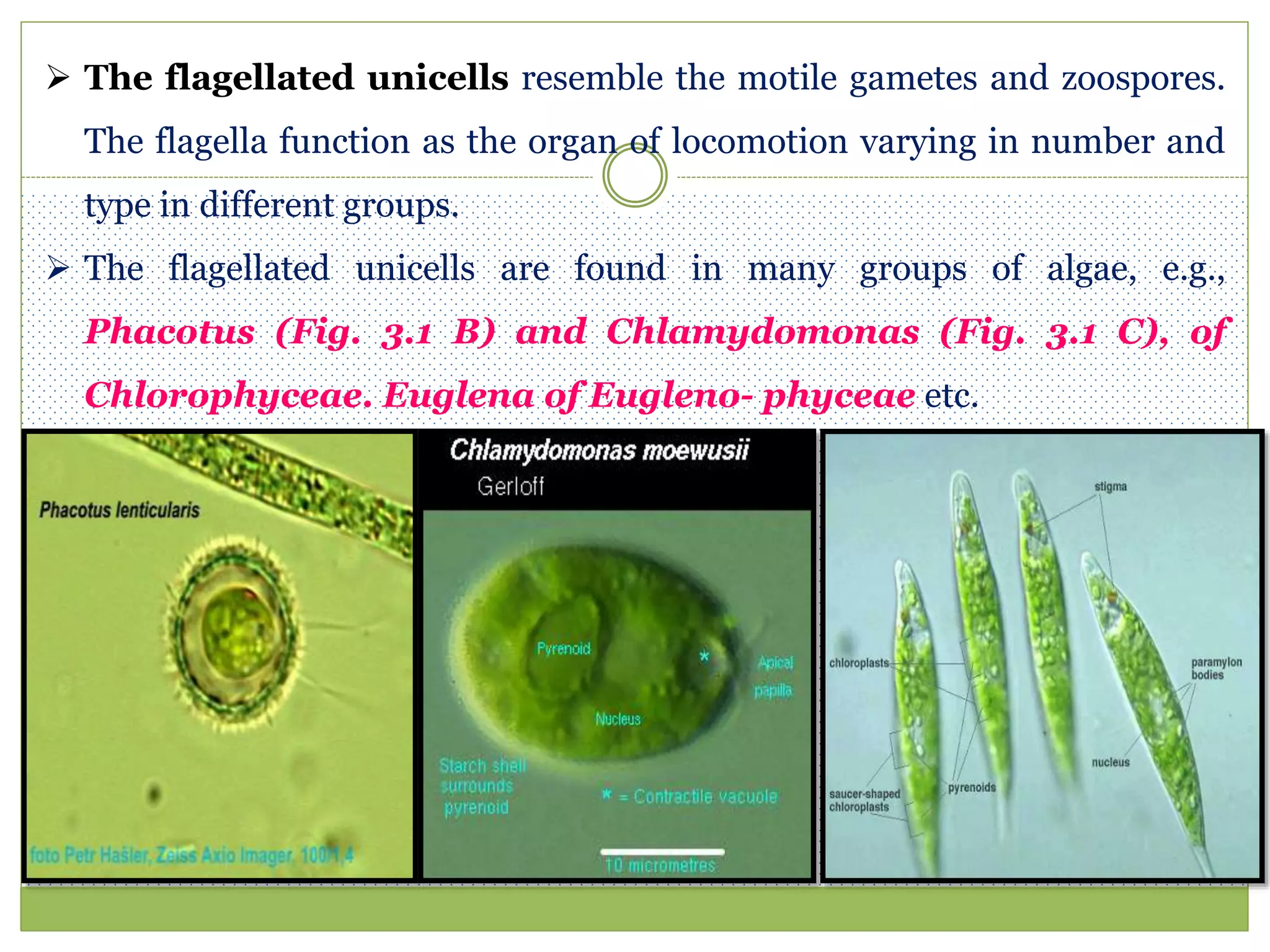 Algae thallus | PPTX