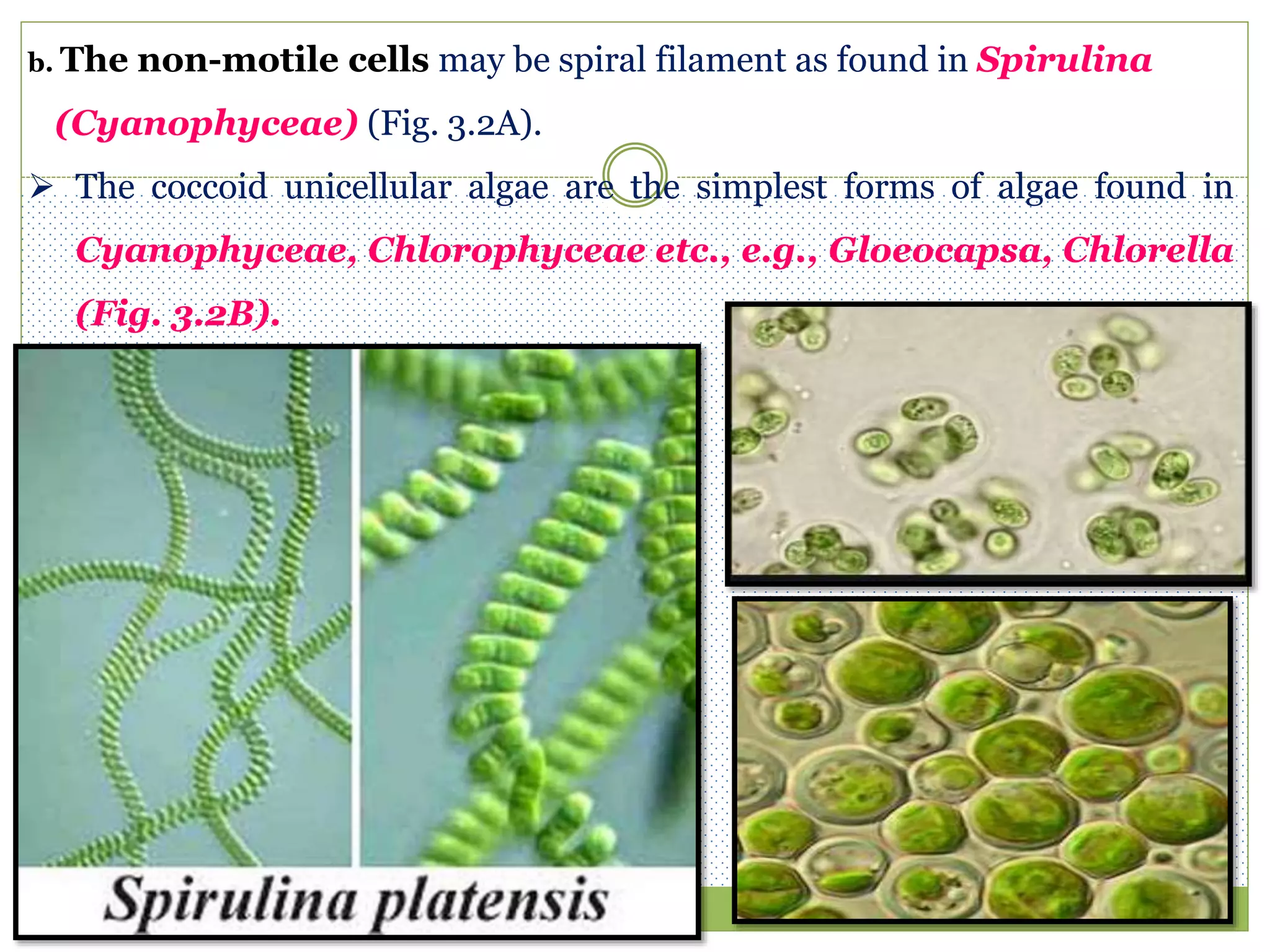 Algae thallus | PPTX