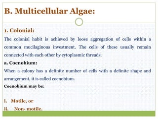 Algae thallus | PPTX