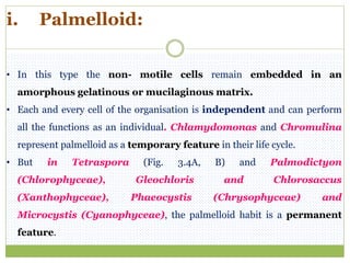 Algae thallus | PPTX
