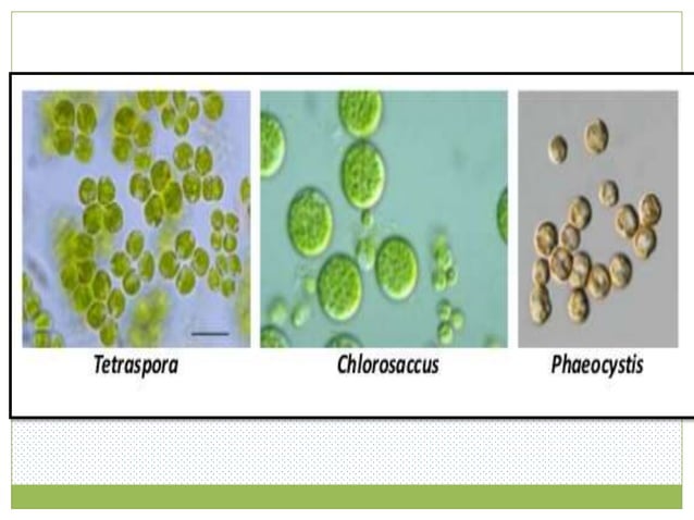 Algae thallus | PPTX