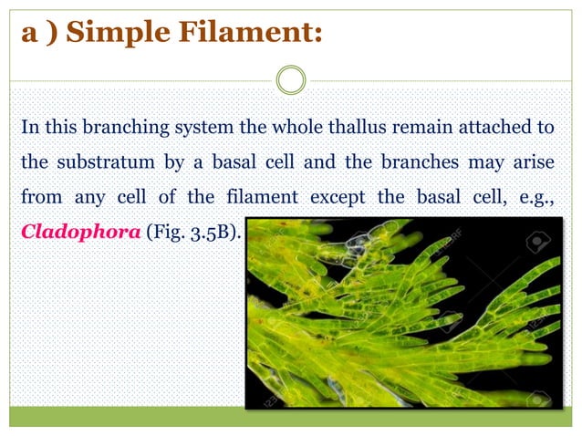 Algae thallus | PPT