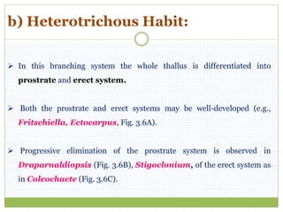 Algae thallus | PPTX