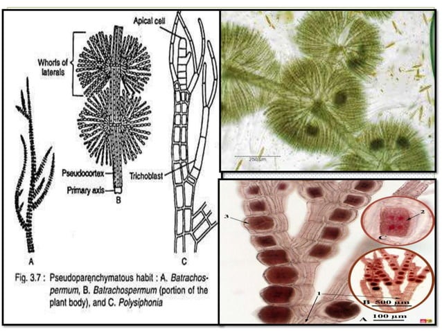 Algae thallus | PPTX