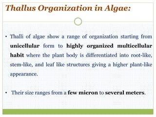 Algae thallus | PPTX
