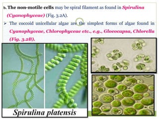 Algae thallus | PPTX