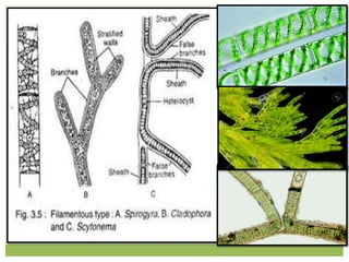 Cladophora Labeled