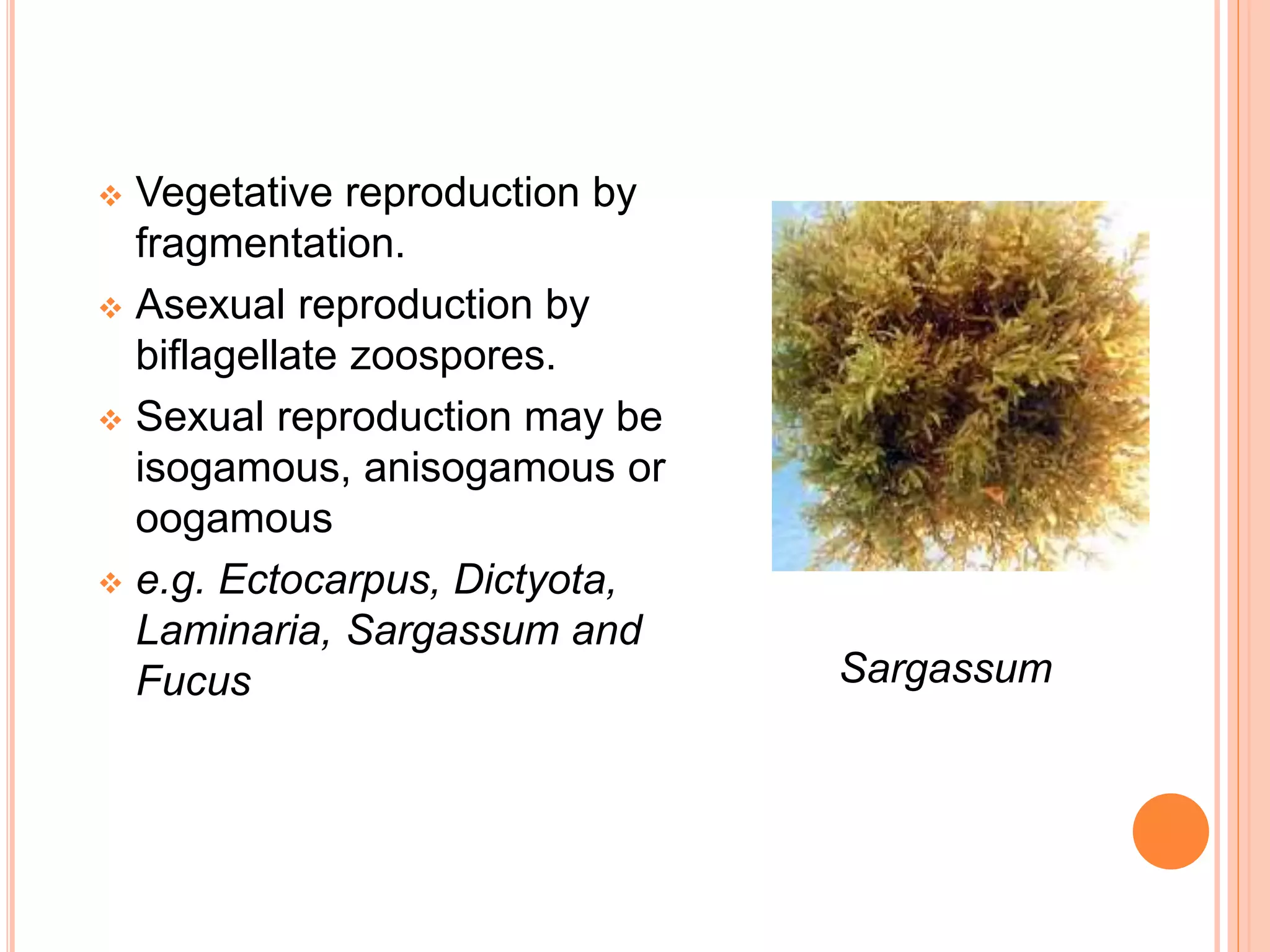 ALGAE (PLANT KINGDOM) | PPTX