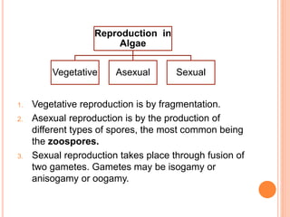 ALGAE (PLANT KINGDOM) | PPTX