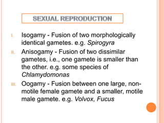 ALGAE (PLANT KINGDOM) | PPTX | Infertility | Reproductive Health