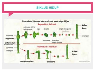 Alga hijau | PPT