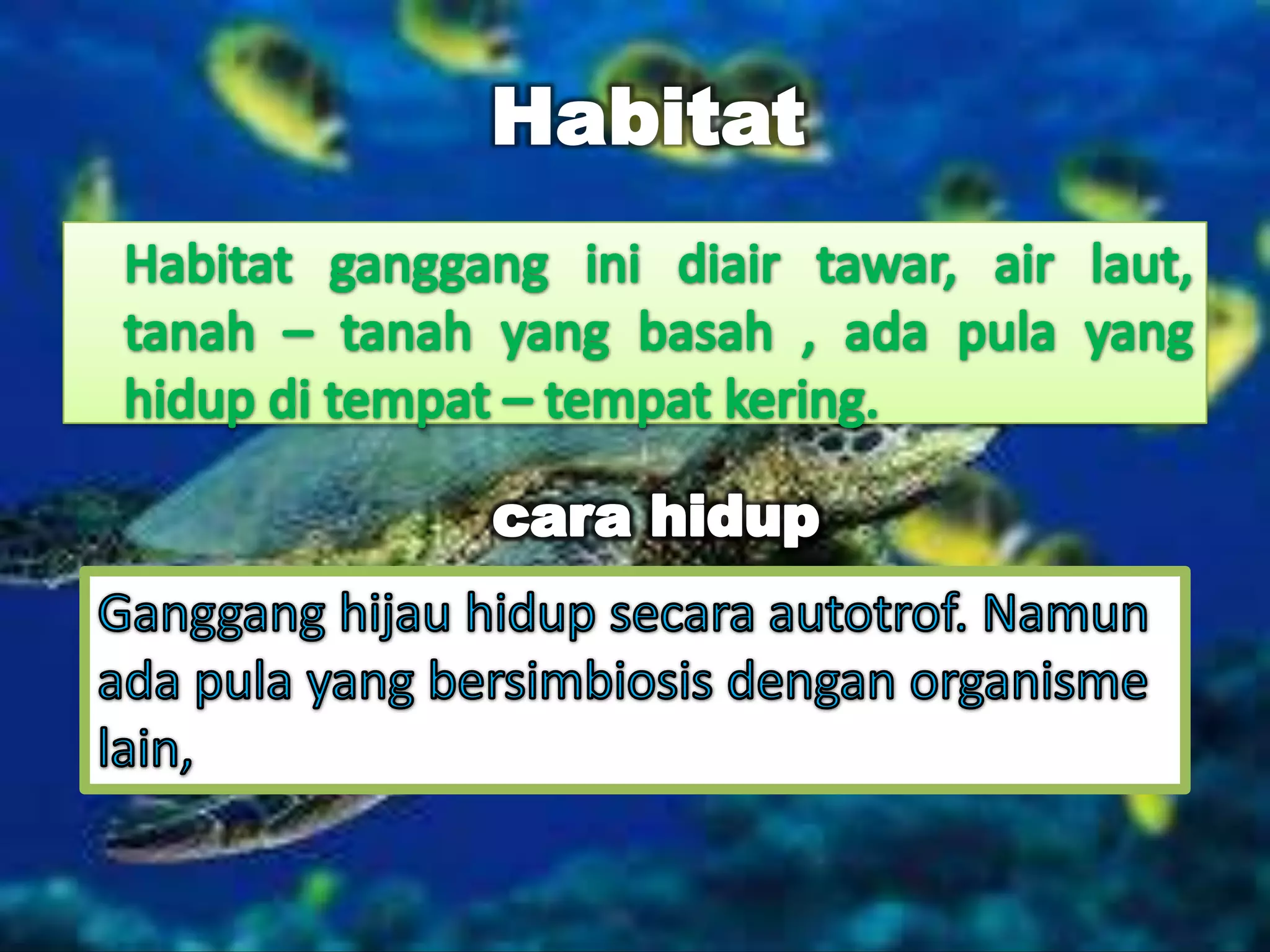 Alga hijau chloropyhta | PPT