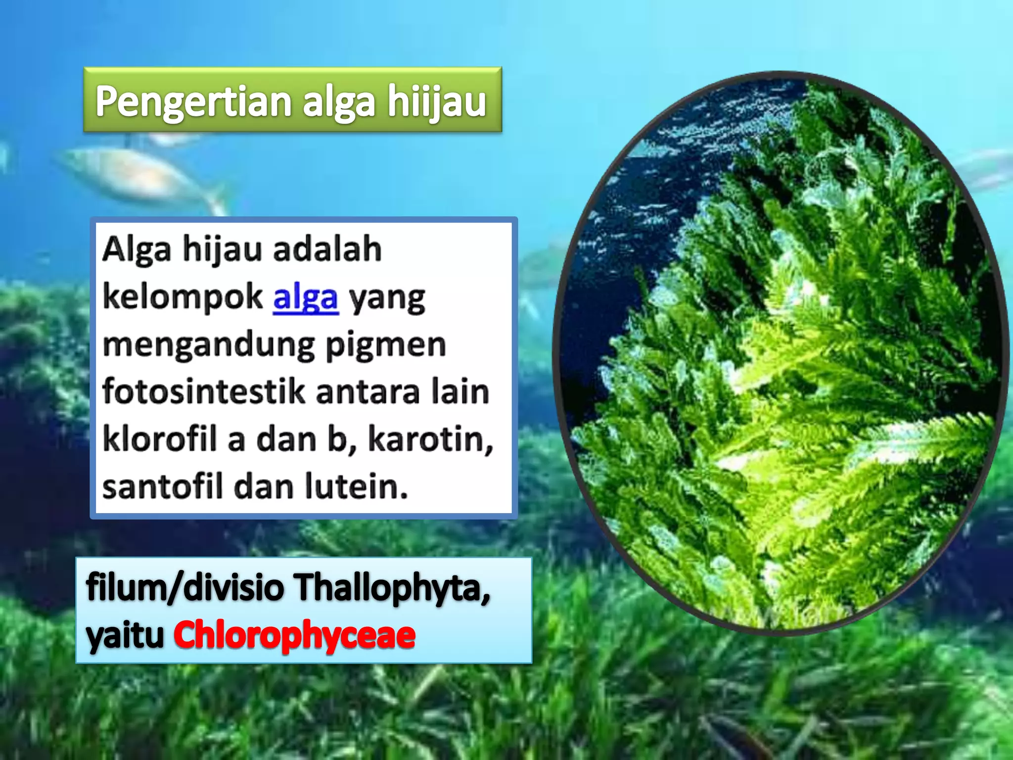 Alga hijau chloropyhta | PPT